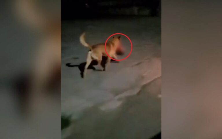 Horror en México: un perro pasea con cabeza humana en la boca