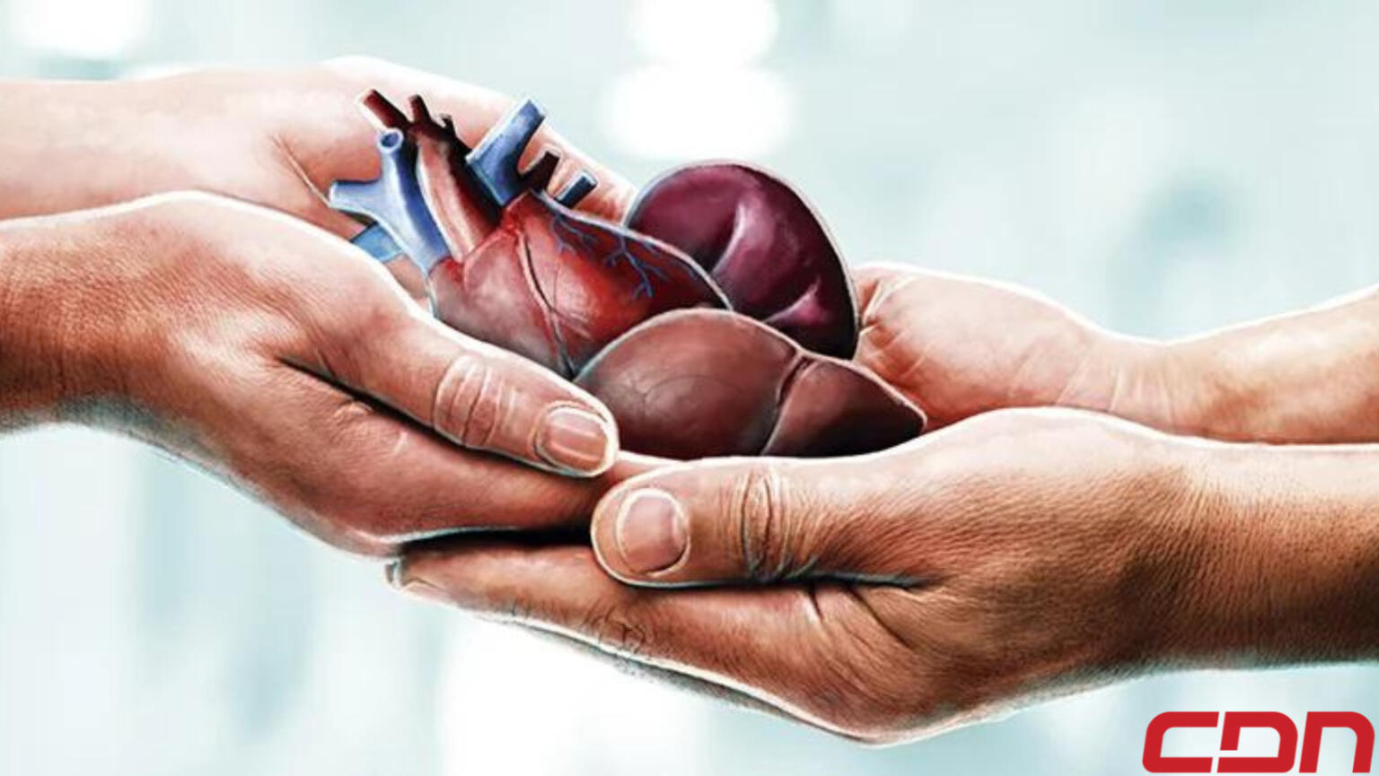 Día Mundial De La Donación De Órganos Tejidos Y Trasplantes