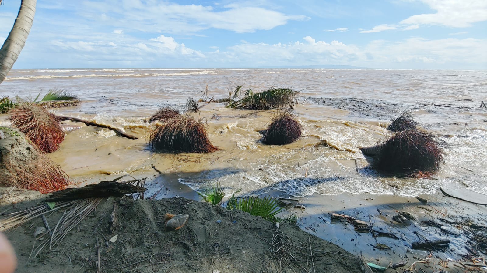 Se arrancan más de 150 matas de coco en Nagua