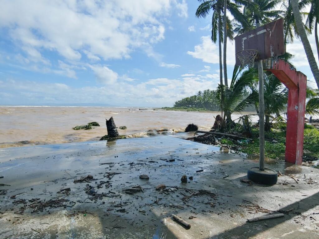 Se arrancan más de 150 matas de coco en Nagua