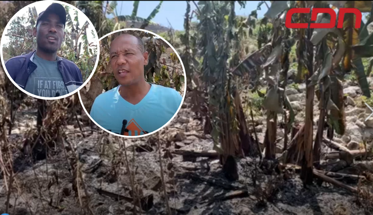 Desaprensivos incendian plantación de aguacate en Elías Pina