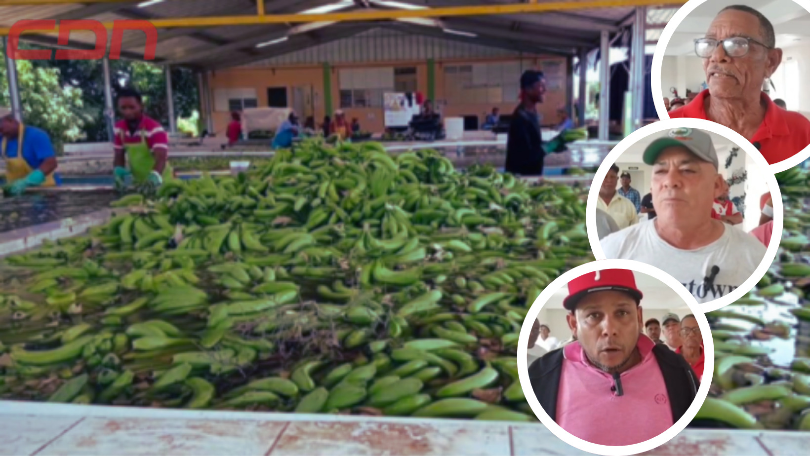Productores de banano en Línea Noroeste denuncian violaciones