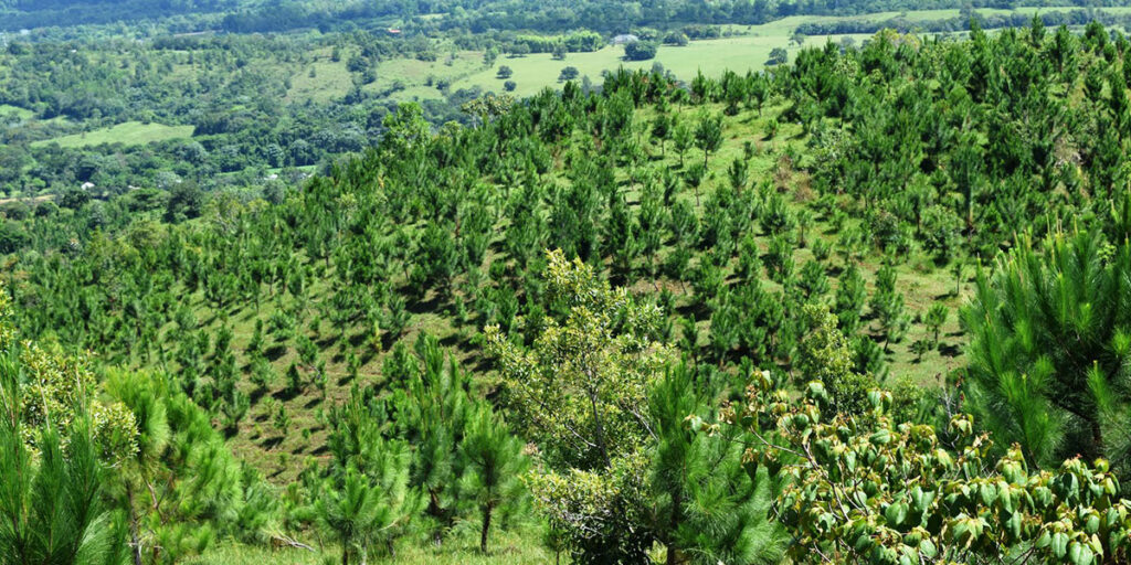 El 42% de territorio de la República Dominicana es verde