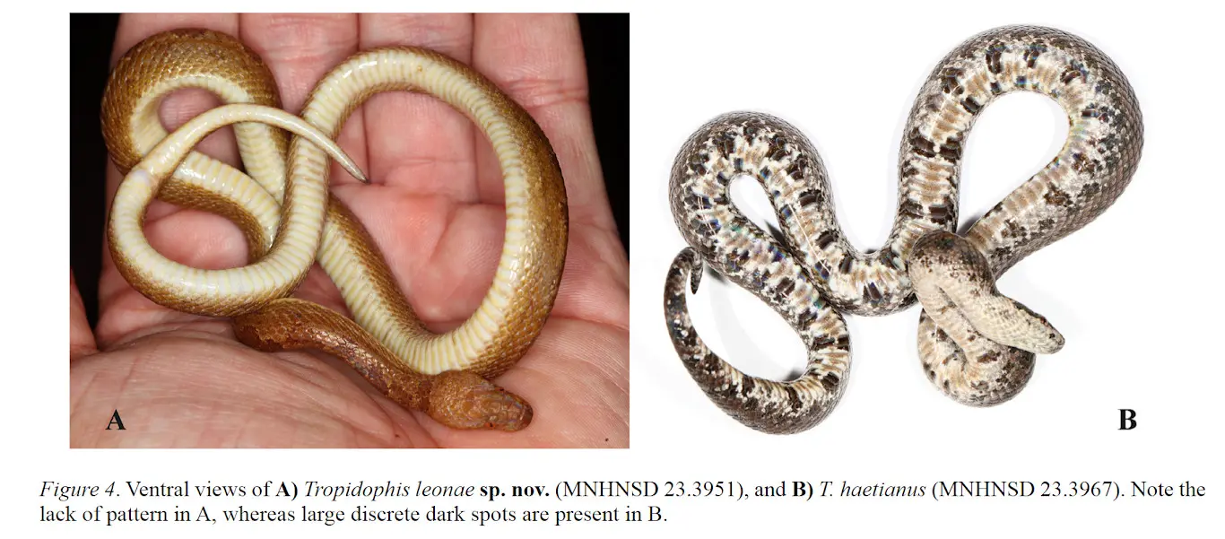 Revista Novitates destaca descripción de culebra del género Tropidophis
