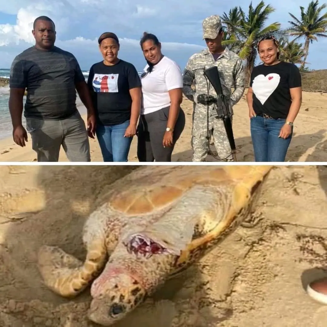 Rescatan tortuga tinglar en Miches