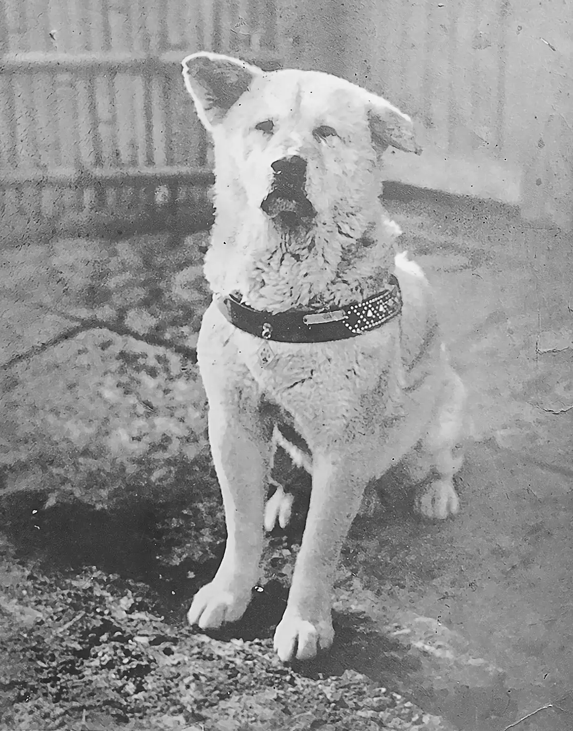 Hachiko: 100 años esperando a su dueño en la estación de Shibuya