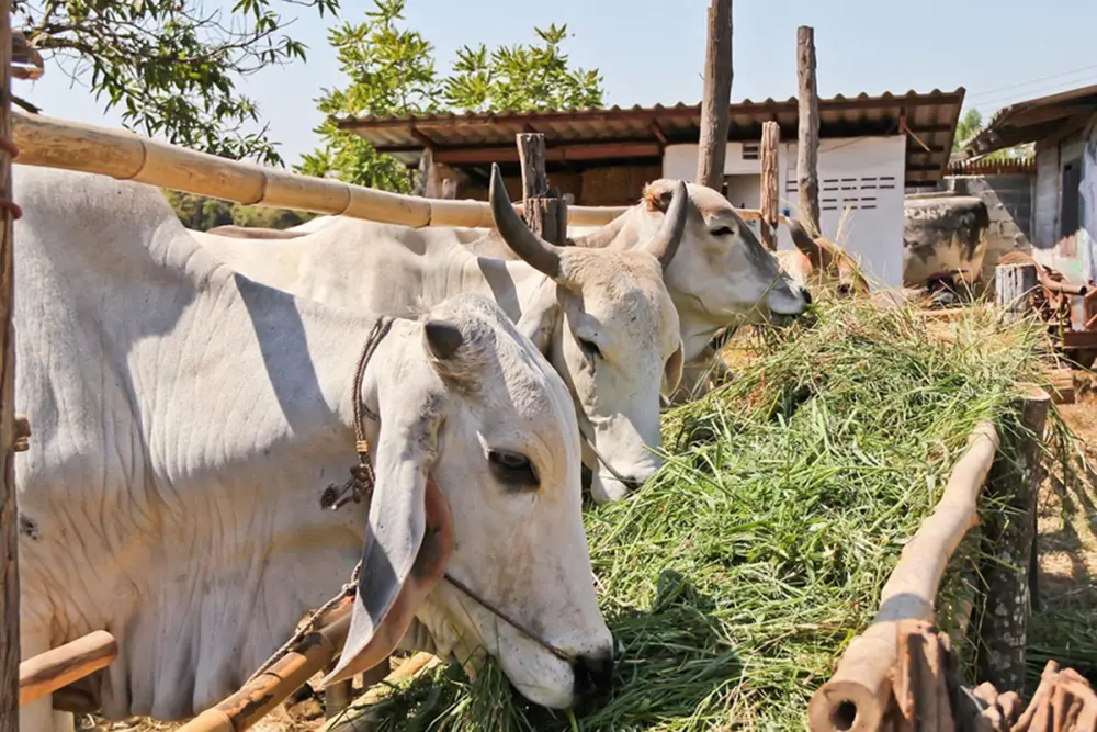 Cuarentena Animal tuvo actividad intensa en 2023 - Periódico elCaribe