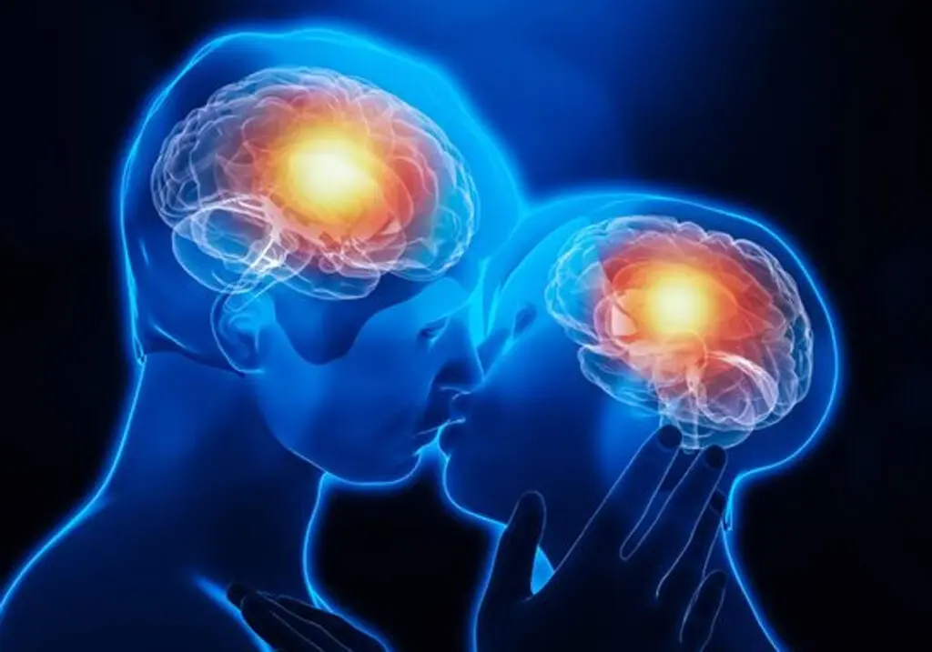 Según Estudio La Oxitocina La Hormona Del Amor Mejora La Memoria