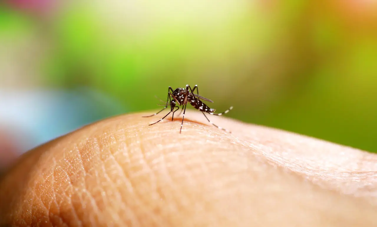MAPFRE insta a tomar medidas de prevención por casos de dengue