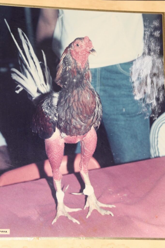La historia del gallo "Pava" que se convirtió en mamá gallina en Hato ...