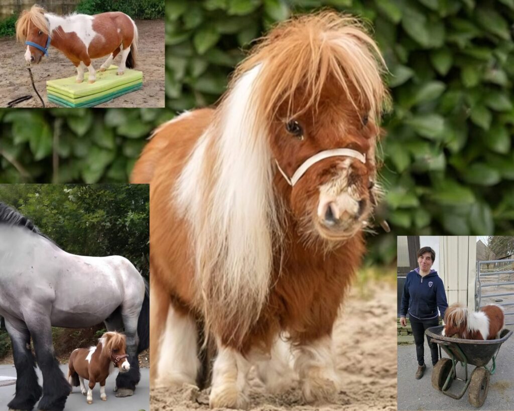 Pumuckel: el diminuto caballo alemán rompe récords