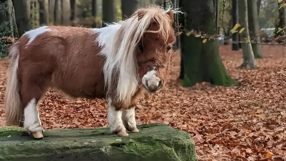 Pumuckel: el diminuto caballo alemán rompe récords