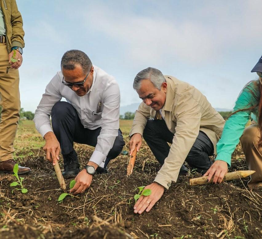 Entidades inician formación en cultivo de tabaco