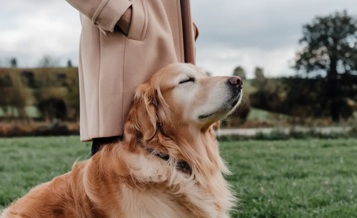 Perros aprenden palabras escuchando conversaciones